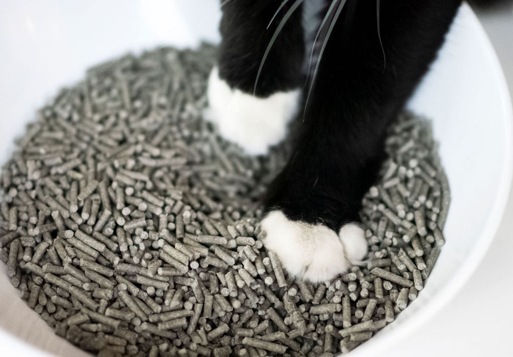 Ecocat | About us - Sustainable Litter Made for Canadians – Ecocat Litter